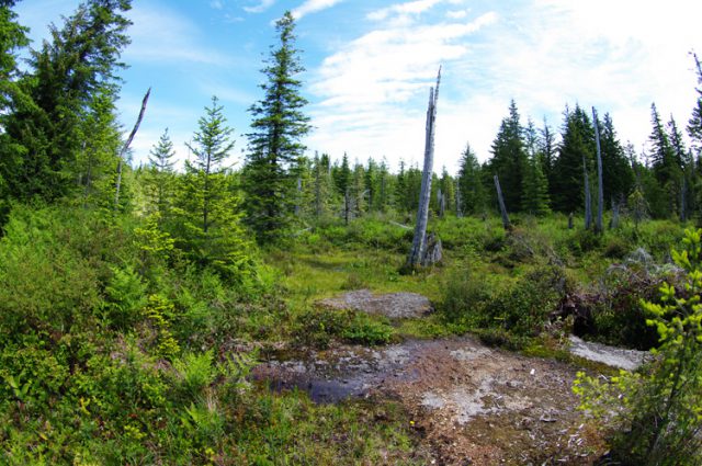 Wildflowers and butterflies of Mt. Hebo