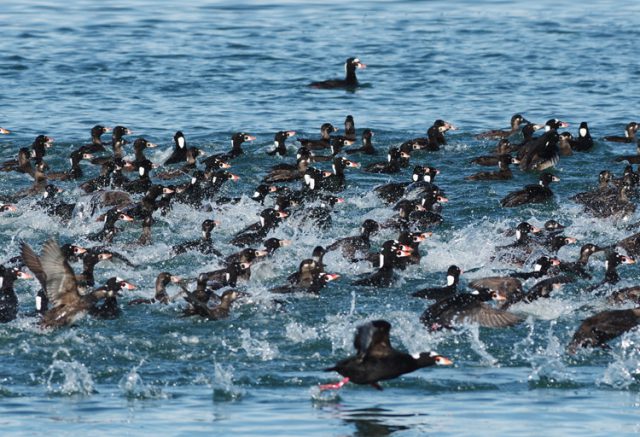 Mass spawning of Pacific Herring: A wildlife spectacle