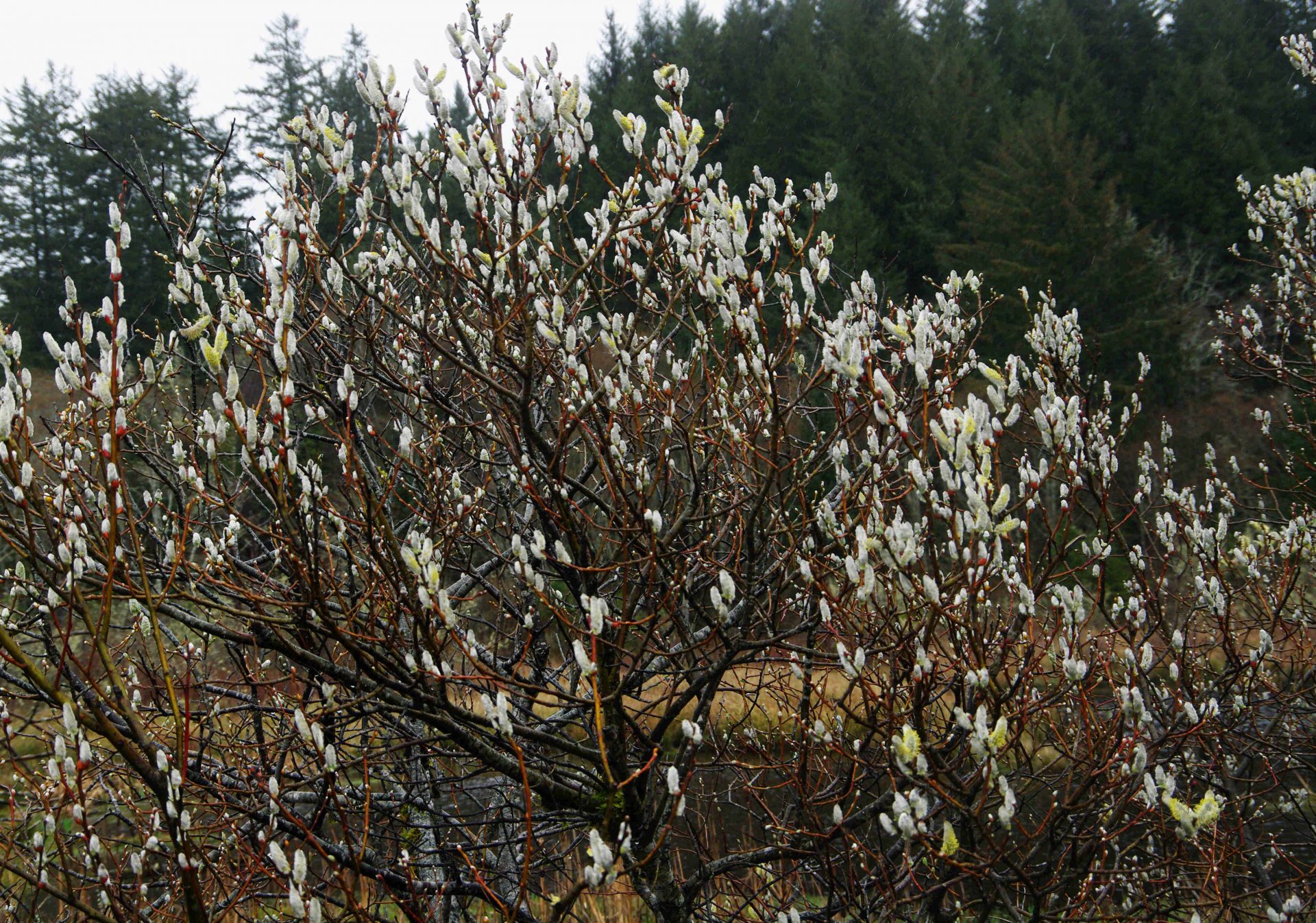 Native Willows & Warblers are Blooming along the Tillamook Coast