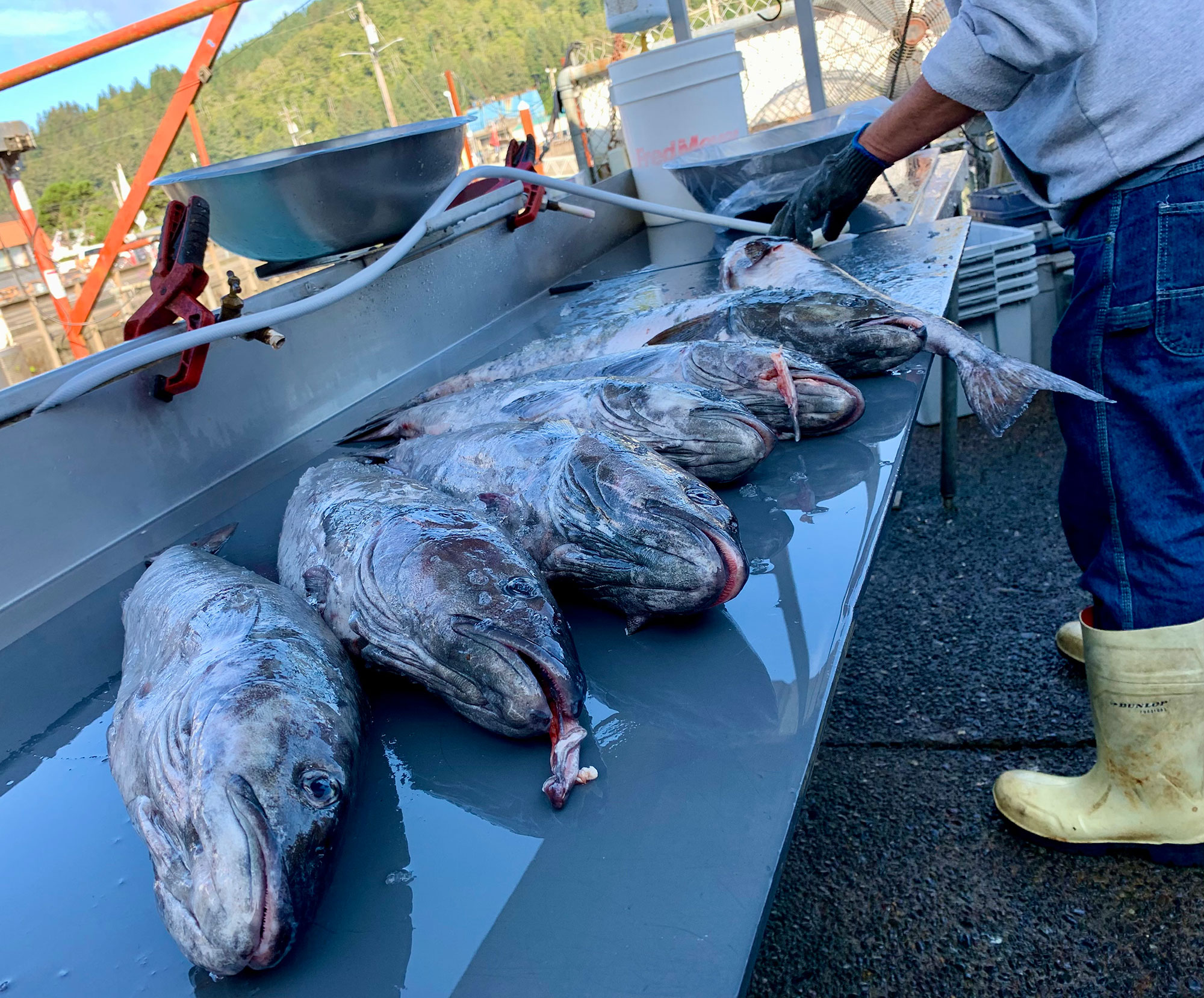 What’s in Season at Seafood Markets