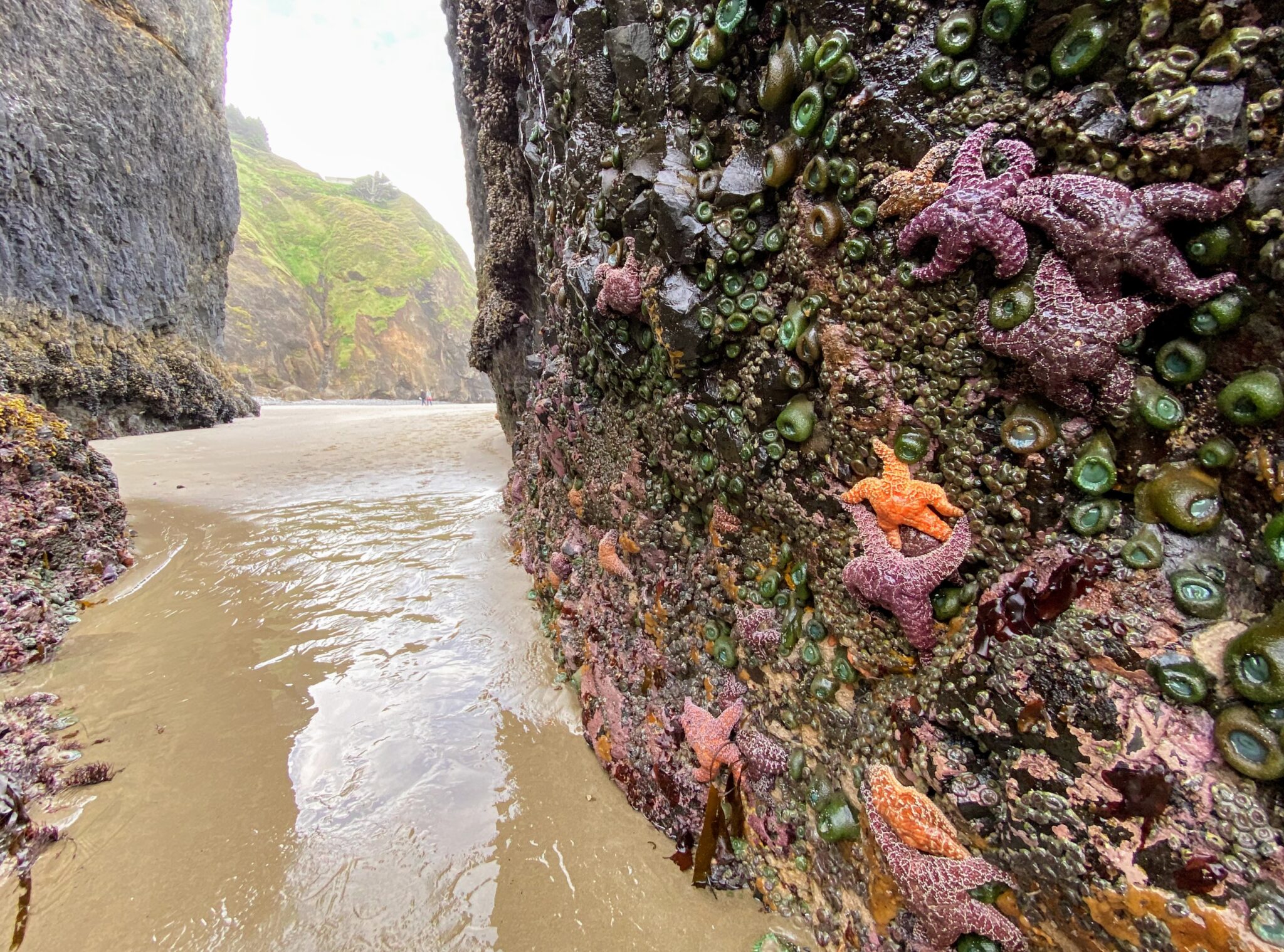 Oregon Coast Tide Pool Etiquette